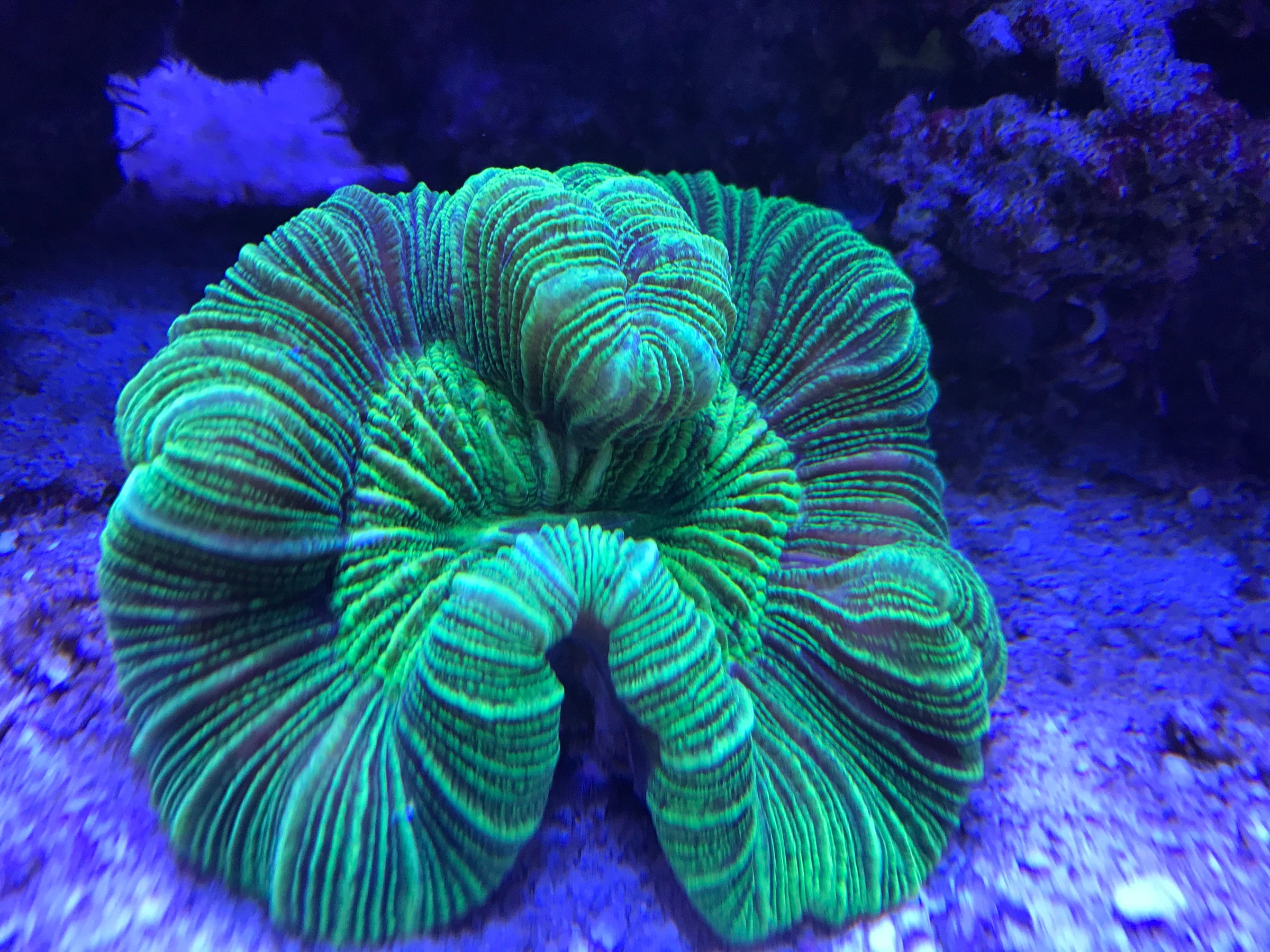 Green Open Brain Coral