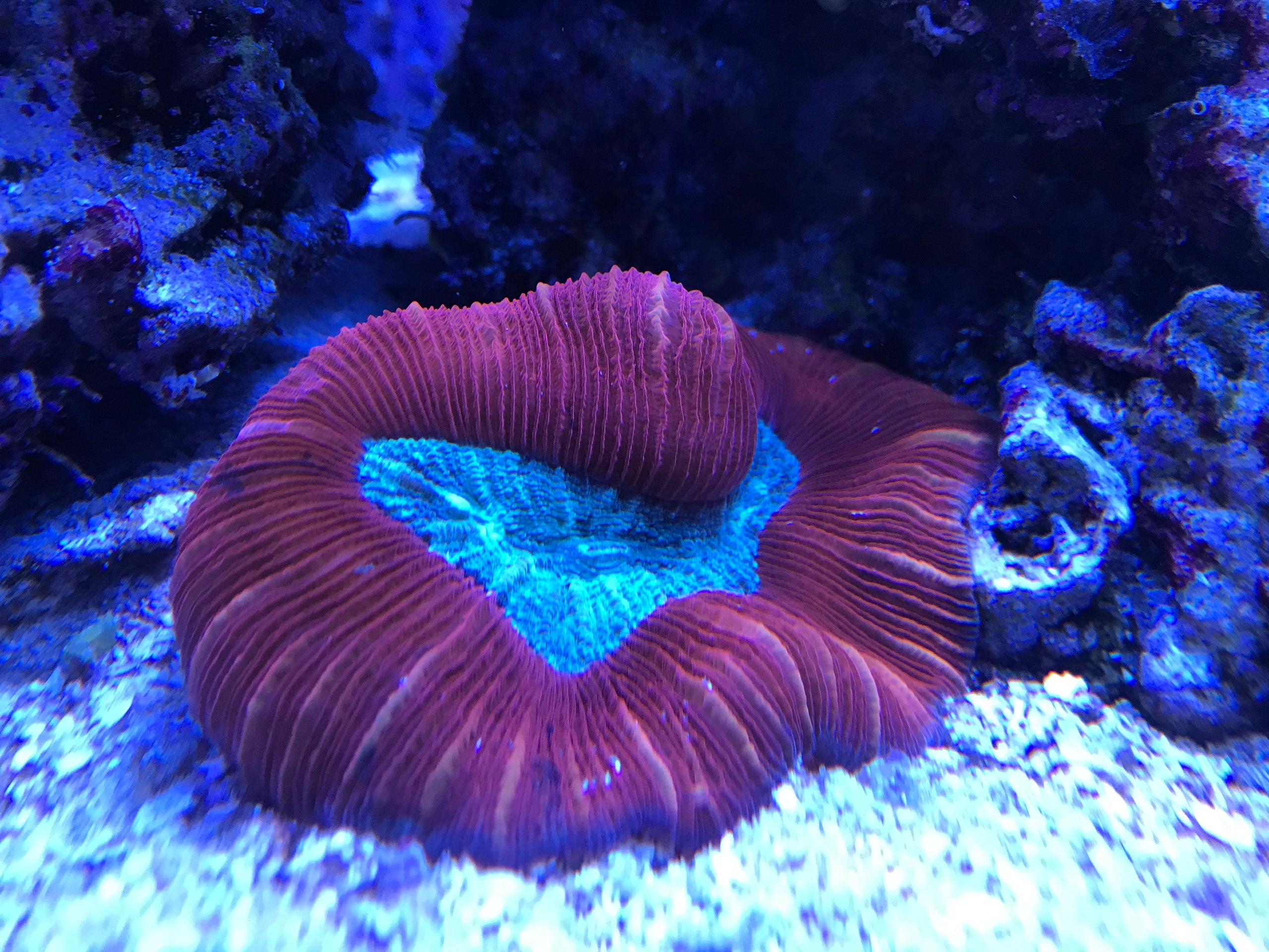 Open Brain Coral